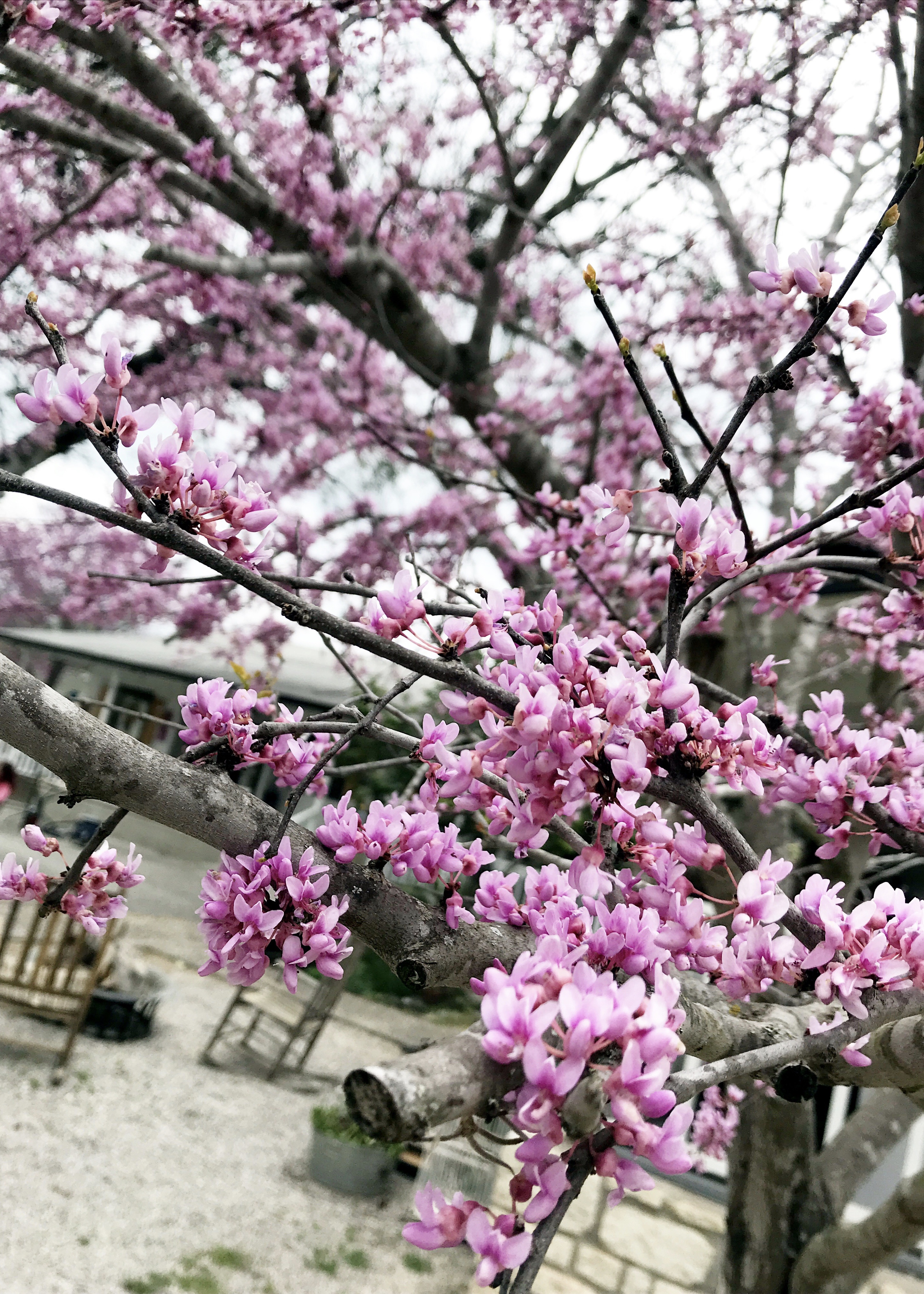 Texas Spring - The Queen In Between